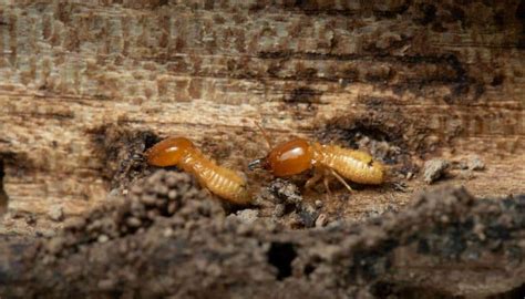 7 Termite Resistant Wood Types