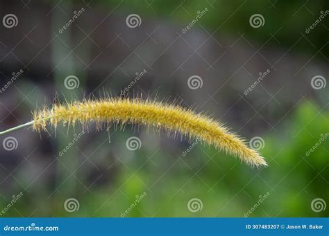 Cenchrus Setosus Bristly Sandbur Grass In Bali Indonesia Stock Image
