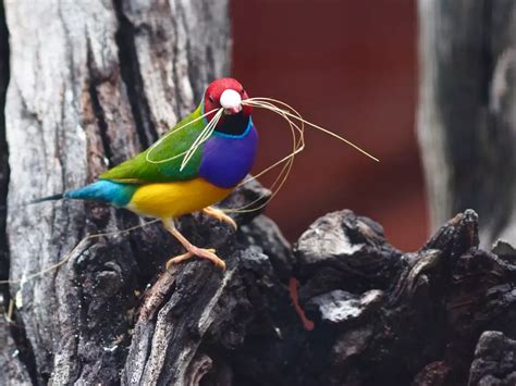 How To Tell If Finch Eggs Are Fertile My Bird Garden