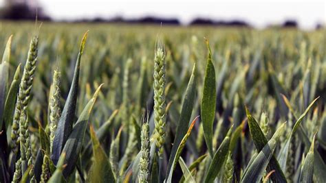 Organic Trial Reveals Top Three Highest Yielding Wheat Varieties Farmers Weekly