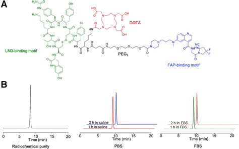 Design Preclinical Evaluation And Clinical Translation Of 68ga Fapi Lm3 A Heterobivalent