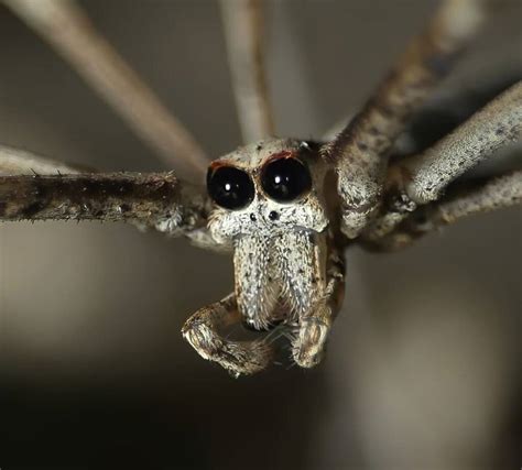 Ogre Faced Net Casting Spider Ausemade