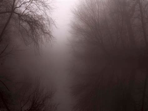 Premium Photo Reflection Of Tree In Water