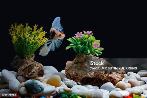 물고기를 싸우는 샴 물고기 장식 자갈 나무 물고기 탱크에서 검은 배경 감금 상태에 대한 스톡 사진 및 기타 이미지 감금 상태 검정색 배경 공격성 Istock