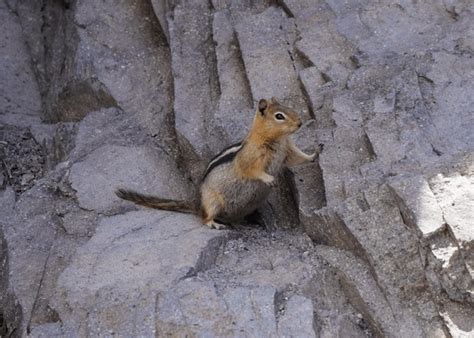 3 Chaparral Chipmunk Royalty Free Photos And Stock Images Shutterstock