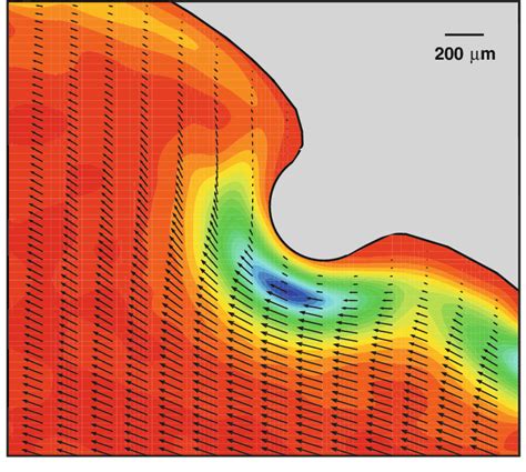 Hybrid Averaged Velocity Vectors And Vorticity Field Contours For Download Scientific