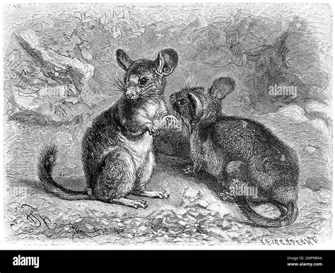 Chinchilla Brevicaudata Chinchilla Brevicaudata