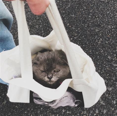 养猫日记 养猫前希望你看一看 知乎