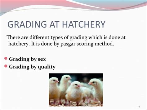 Chick Grading And Sexing Ppt