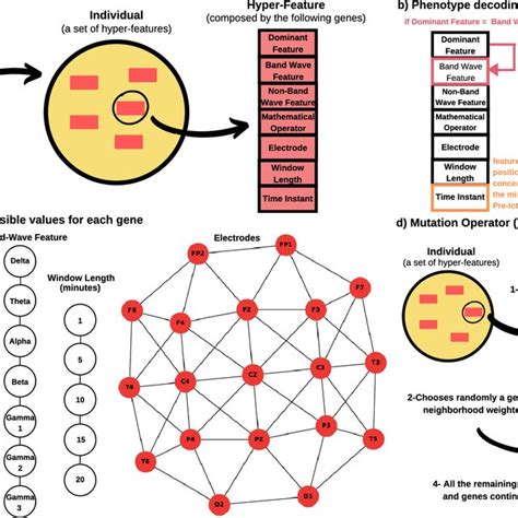 An Illustrated Scheme Of Genotype A Phenotype Decoding B Genes Download Scientific