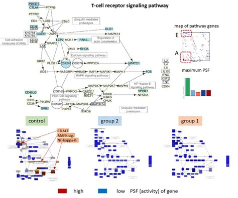Figure S 8 Pathway Signal Flow Psf Analysis Of The T Cell Receptor Download Scientific