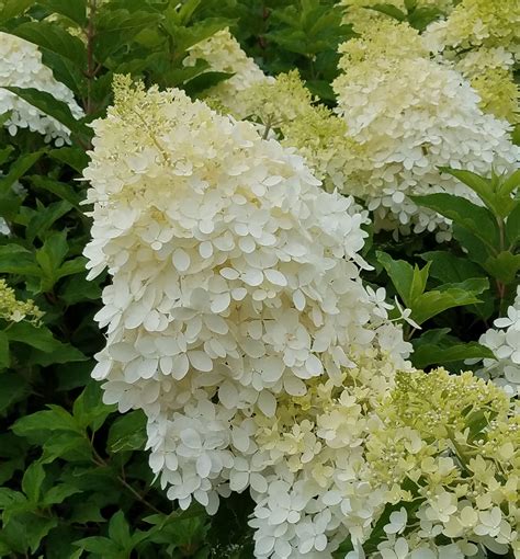 Phantom Hydrangea Standard Tidal Wave Natorps Online Plant Store