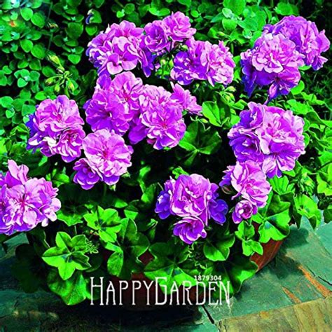 Us 3 64 30pcs Bag Elegant Purple Univalve Geranium Seed Perennial