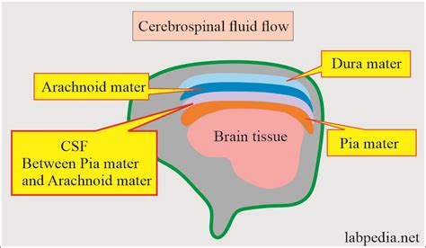 Arachnoid Villi Function