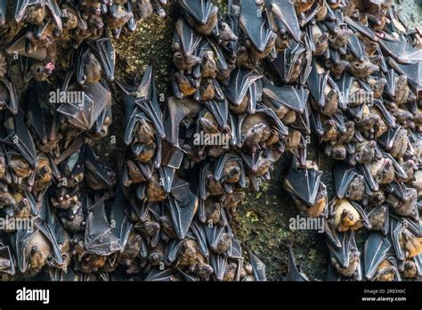 Geoffroys Rousette Rousettus Amplexicaudatus Is A Species Of Megabat Or Old World Fruit Bats