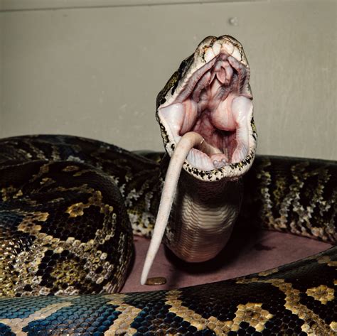 Burmese Python Eating Human