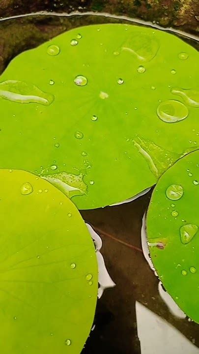 ছাদ বাগানের গাছের প্রতি আমার ভালোবাসা একটু কমে গেছে 😊 Garden Plants Shorts Flowers Youtube