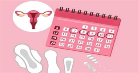 As Fases Do Ciclo Menstrual O Que Acontece Em Cada Um Deles Saúde E