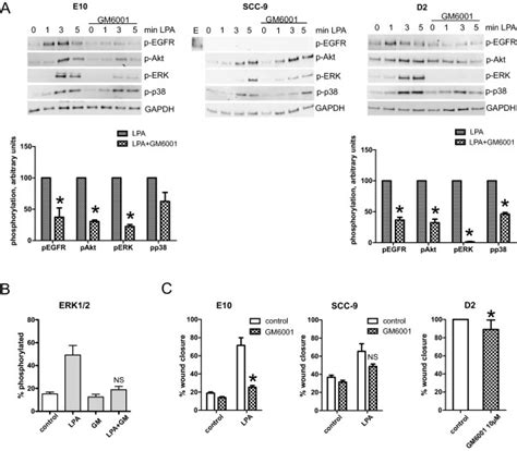 Role Of Release Of Membrane Bound Ligand In Egfr Transactivation