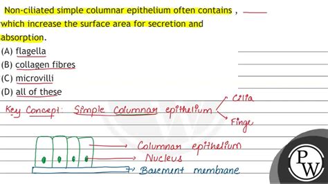 Simple Columnar Epithelium Nonciliated