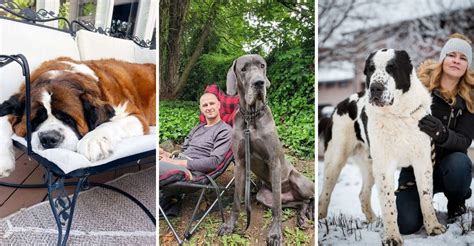 15 Massive Dog Breeds That Outsize Wolves And Redefine What It Means To