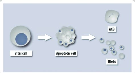 Scheme Defi Ning Apoptotic Blebs And Apoptotic Cell Bodies From Left