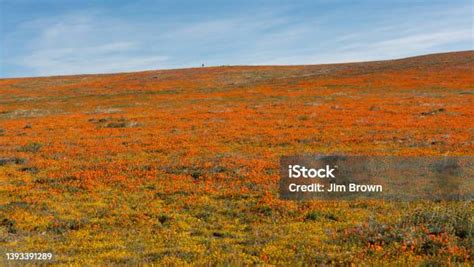 캘리포니아 황금 양귀비로 덮인 언덕 꼭대기에서 하이킹을하는 외로운 남자 꽃 나무에 대한 스톡 사진 및 기타 이미지 꽃 나무