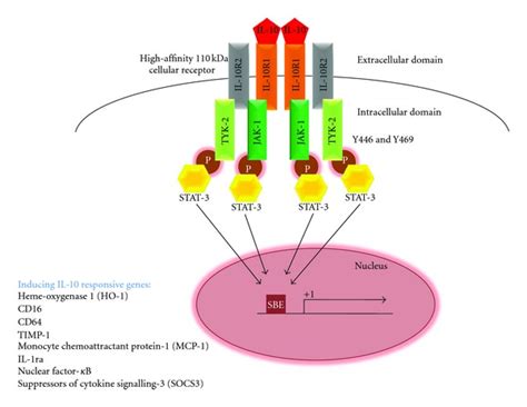 Diagram Illustrating The Jak Stat Signal Transduction Pathway Activated Download Scientific
