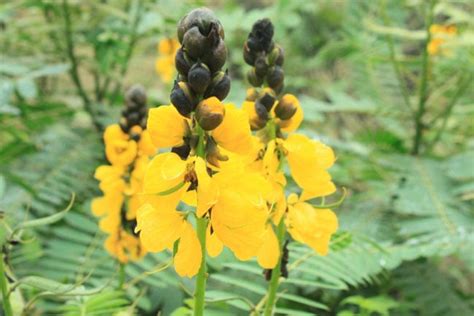 ដង្ហិត អាច យក ធ្វើ ថ្នាំ ព្យាបាល ជំងឺ ស្រែង និង ត្រអក