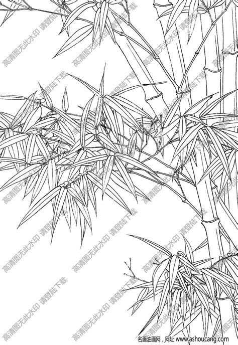 竹子白描勾线 白描竹子勾线 白描竹子线稿 大山谷图库