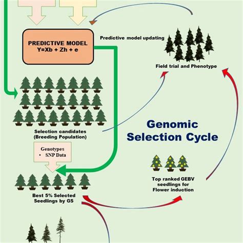 The Two Steps Of The Development And Implementation Of A Gs Program In Download Scientific