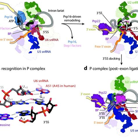 The Human Spliceosome Adopts A More Complex Solution For Exon Ligation