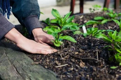 Gardening 101 Can You Use Compost As Soil
