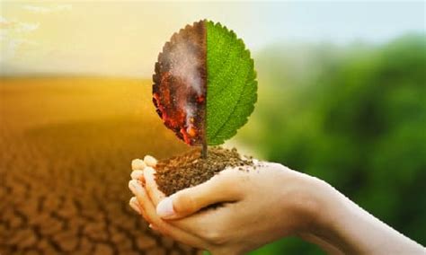 What Is The Impact Of Trees And Climate Change Local Tree