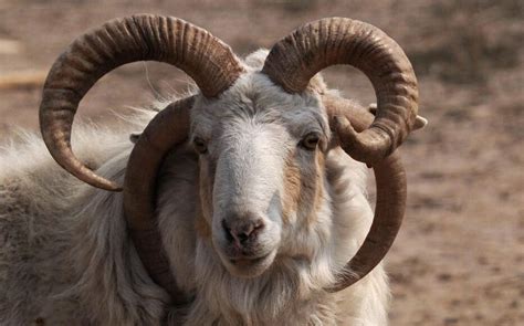 Le Mystère Du Mouton à Quatre Cornes De Marie Antoinette Enfin Résolu