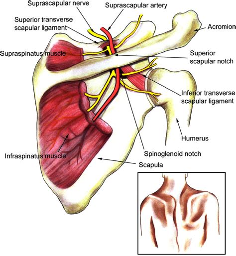 Suprascapular Nerve Anatomy Clinical Significance Bone And Spine The Best Porn Website Suprascapular Nerve Anatomy Clinical Significance Bone And Spine The Best Porn Website