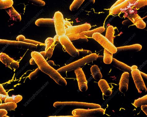 Salmonella Enteritidis Bacteria Stock Image B2200848 Science