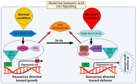 The Multifaceted Role Of Jasmonic Acid In Plant Stress Mitigation An