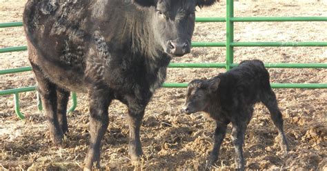 Lusty Family Adventures It S A Babe