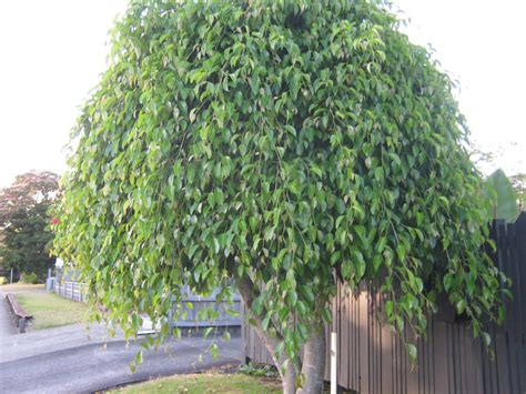 Ficus Benjamina Wikispecies