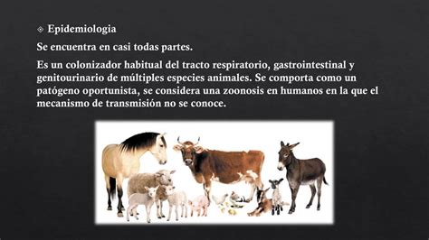 Arcanobacterium Youtube