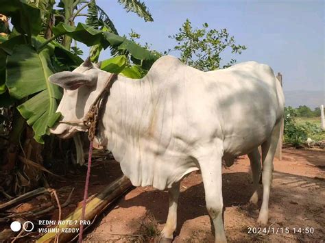 Ram Vishnu Reddy Reddygariongolecow • Instagram Photos And Videos