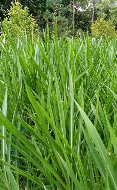 Goat Fodder Grass And Others Stock Image Image Of Goat Grass 304887611