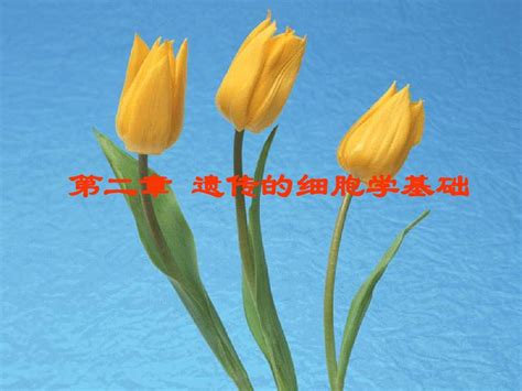 02 普通遗传学 遗传的细胞学基础 Word文档在线阅读与下载 无忧文档