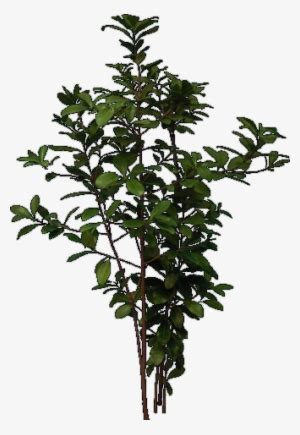 Tree Elevation PNG Transparent Tree Elevation PNG Image Free Download PNGkey