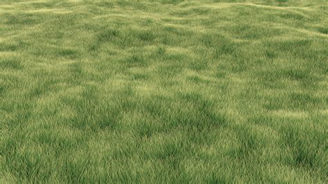 Grass Test Cg Cookie