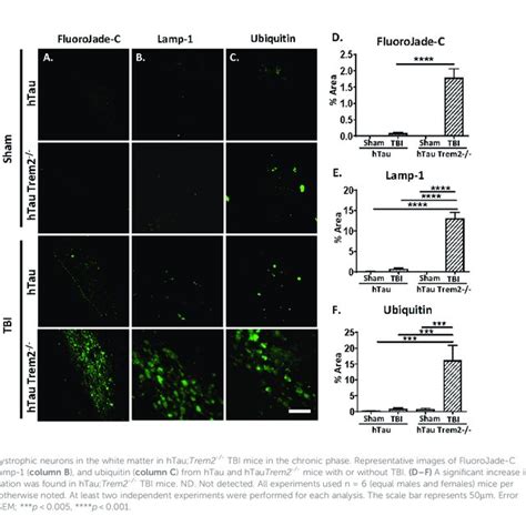 Tau Biosensors Detect Tau Seeds In Homogenates From Ms Brains A Download Scientific Diagram