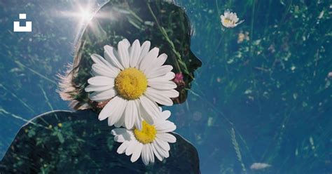 파란색과 흰색 꽃 직물에 흰색 데이지 꽃 사진 Unsplash의 무료 데이지 이미지