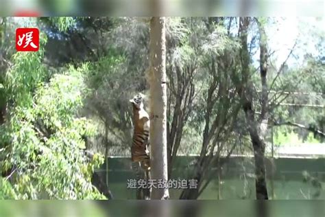 狮子抢夺游客衣服饲养员几巴掌下去后下一秒雄狮做法让人意外 巴掌 雄狮 衣服