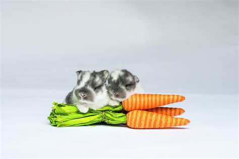 Two Baby Bunnies Sitting By Carrots Photograph By Cavan Images Fine Art America